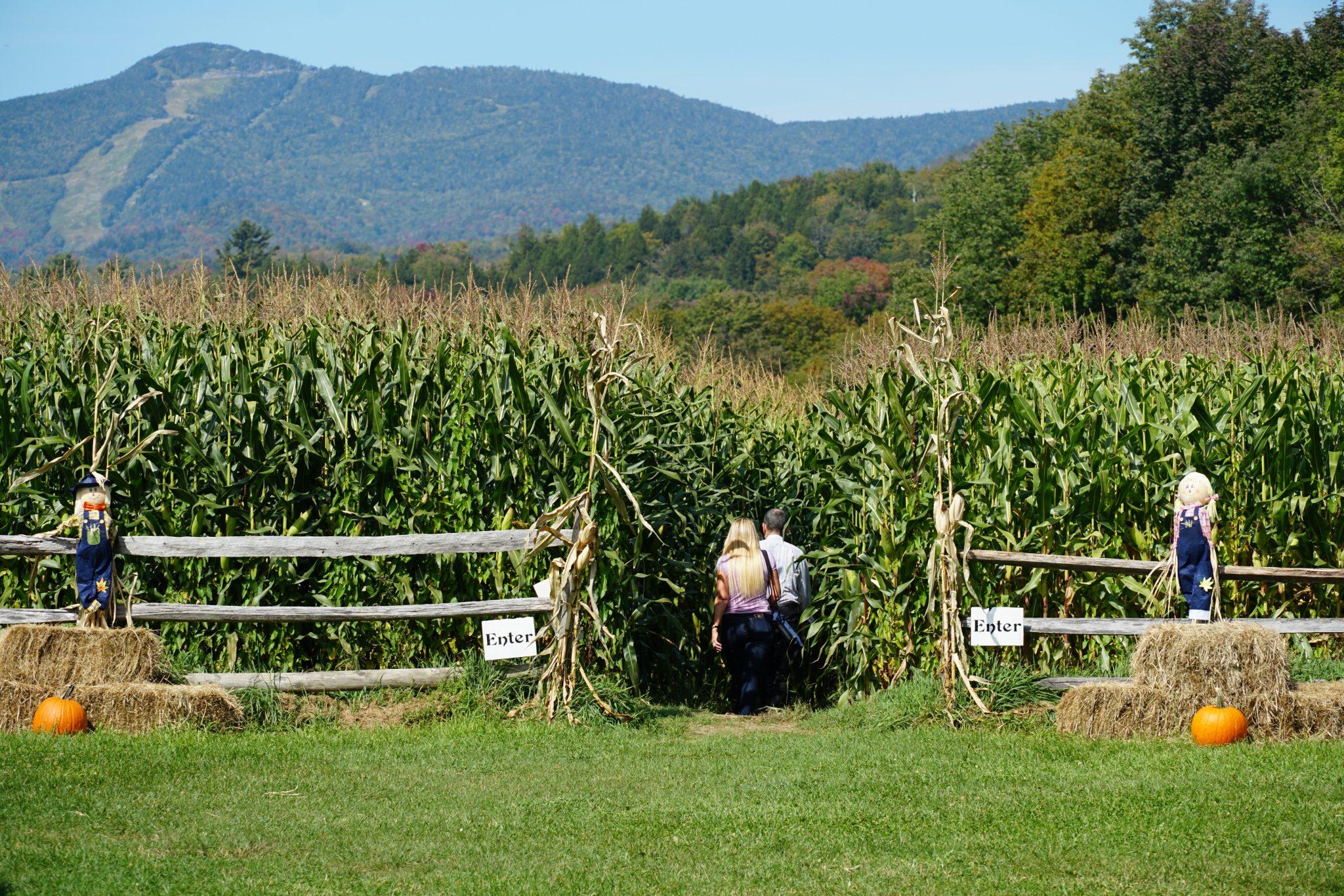 Percy Farm Corn Maze | Go Stowe